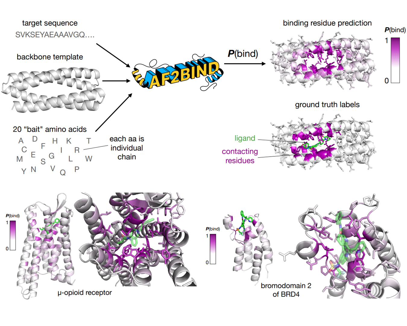 AF2BIND: Automatic ligand binding site prediction using deep neural network